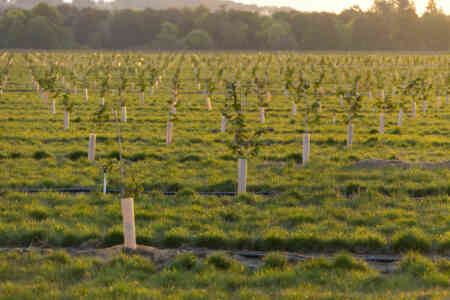 R10 Rotator® | Nelson Irrigation Australia